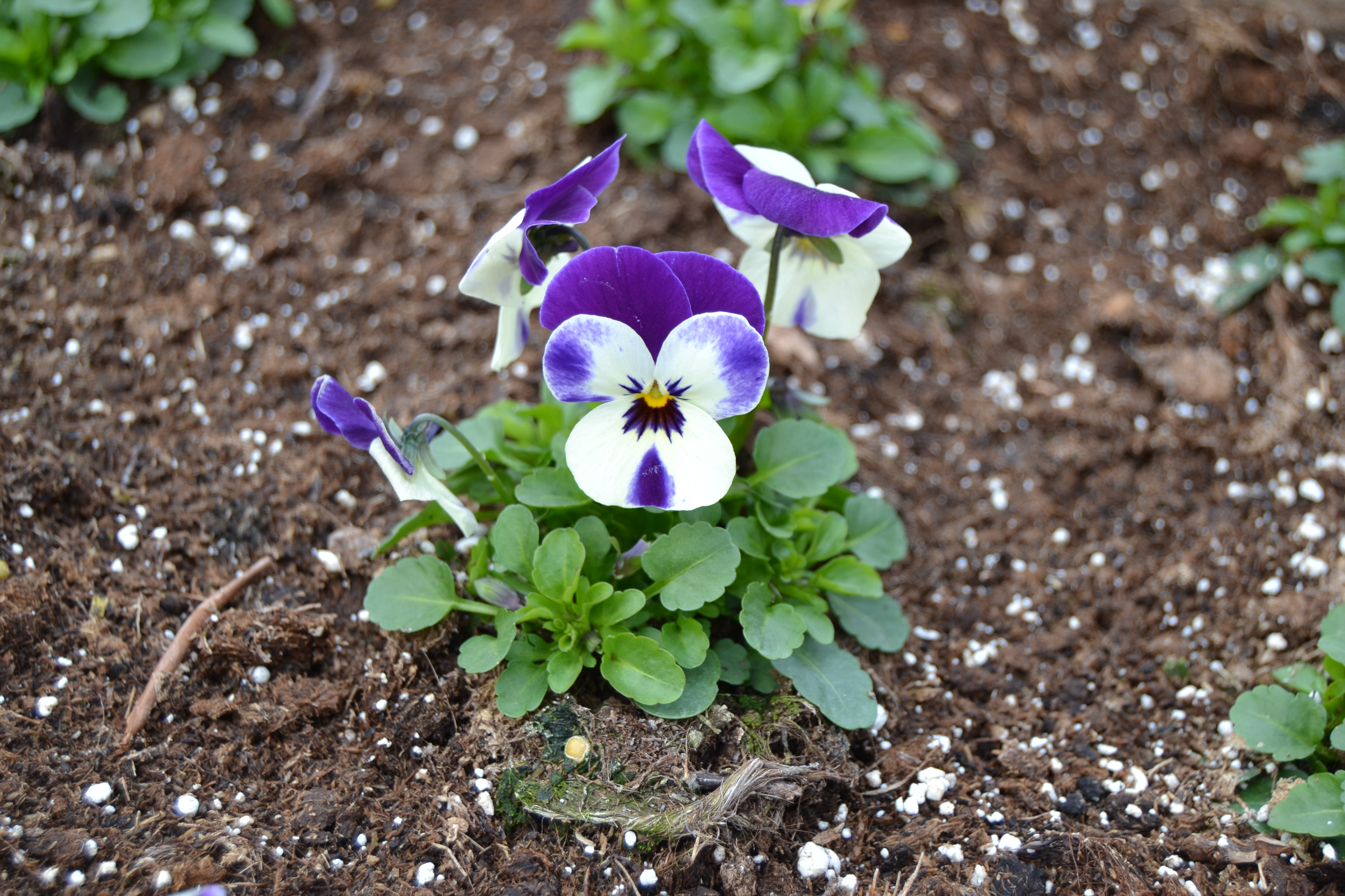 Pěstování macešky přinese radost | Naše zahrada