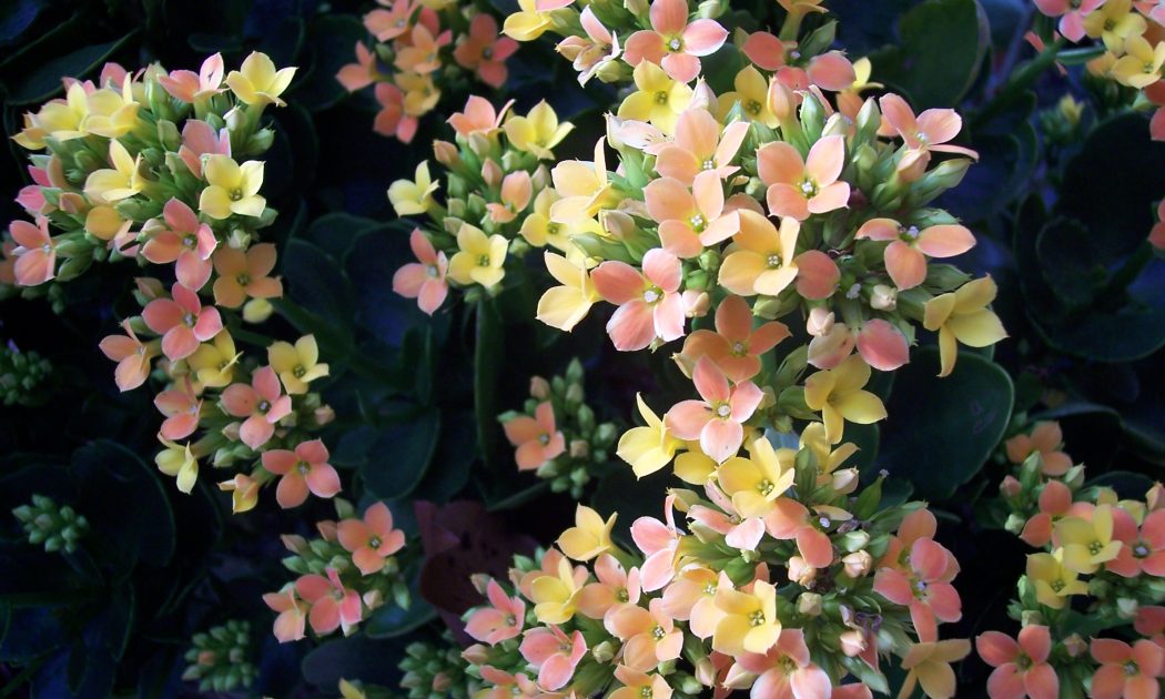 Pěstování kalanchoe | Naše zahrada