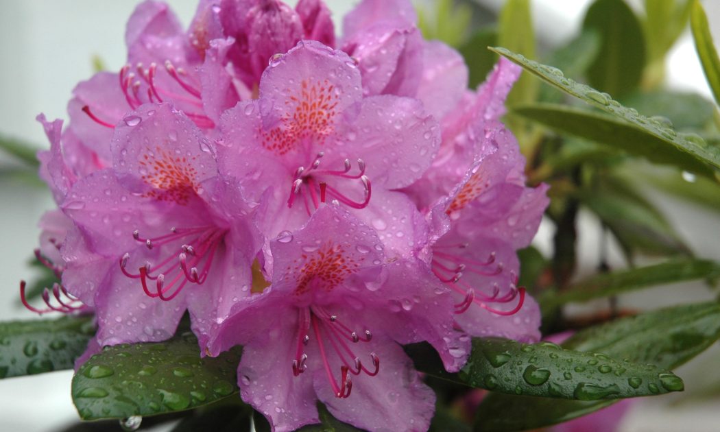 Pěstování rododendronů | Naše zahrada