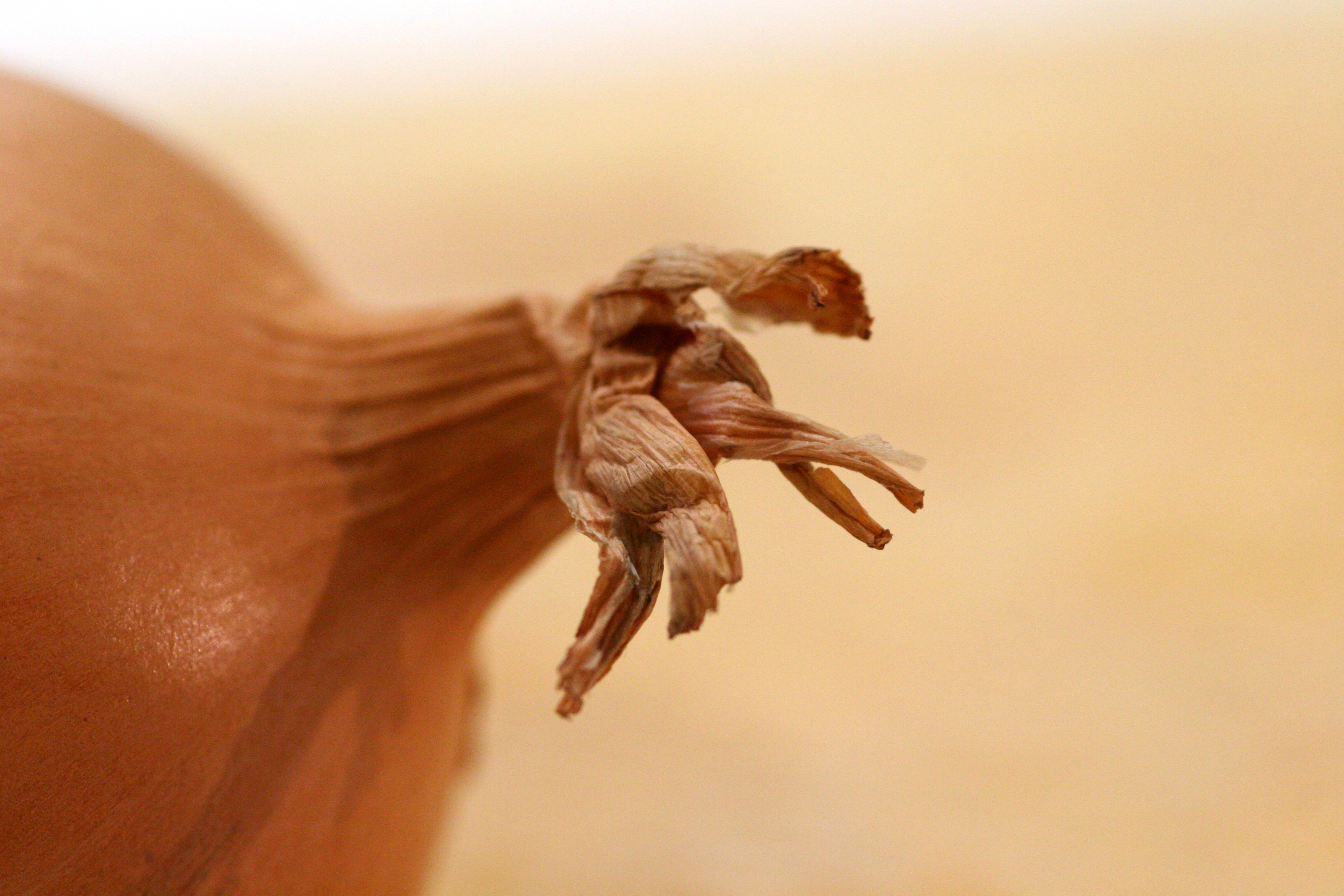 Základní choroby cibule | Naše zahrada