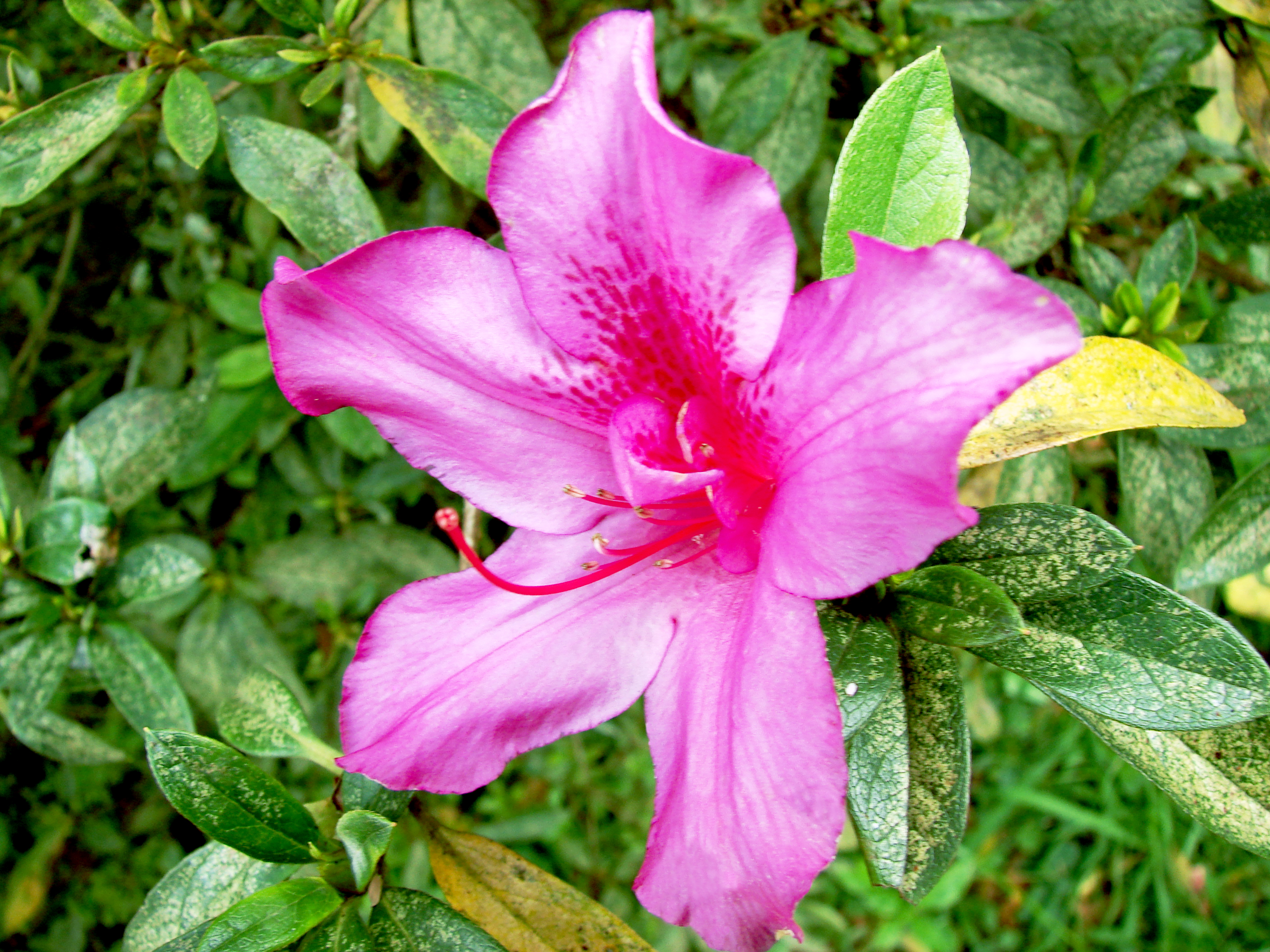 Pokojová azalka a její pěstování | Naše zahrada