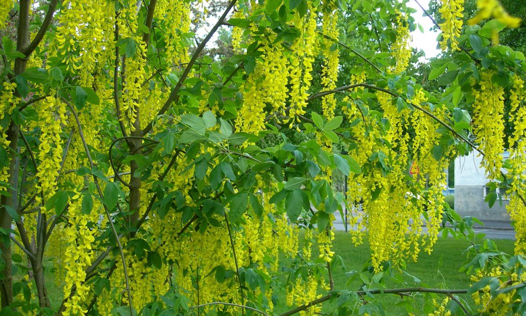 Zlatý déšť pěstování a množení | Naše zahrada