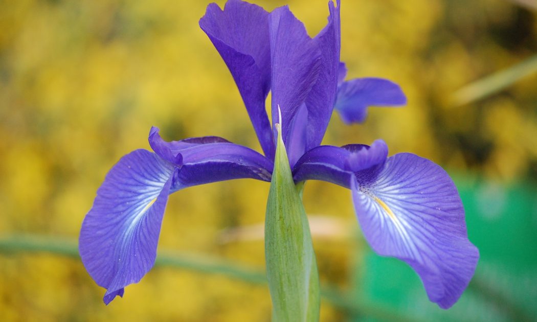 Jak pěstovat kosatec | Naše zahrada