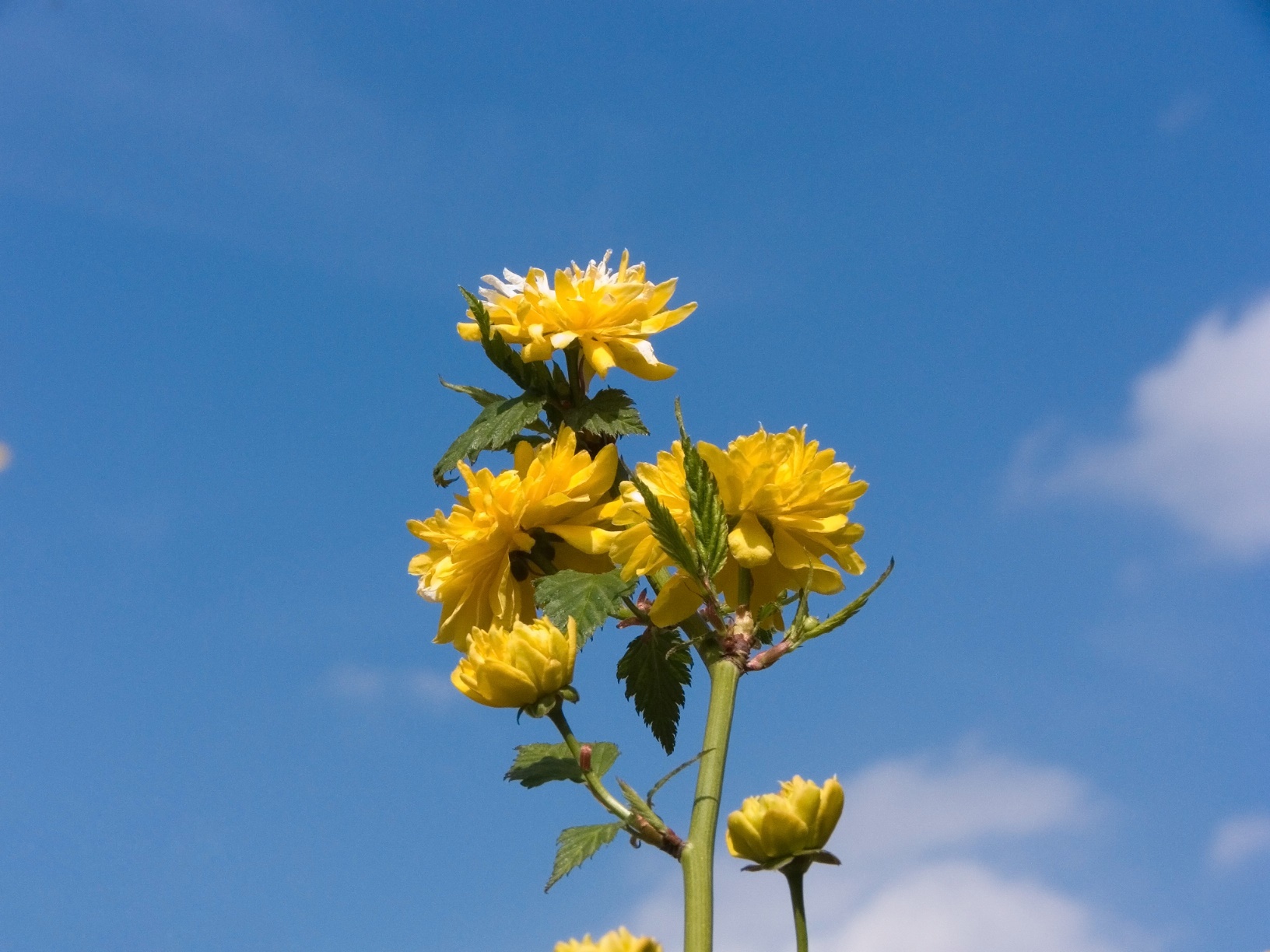 Orsej jarní a její pěstování | Naše zahrada