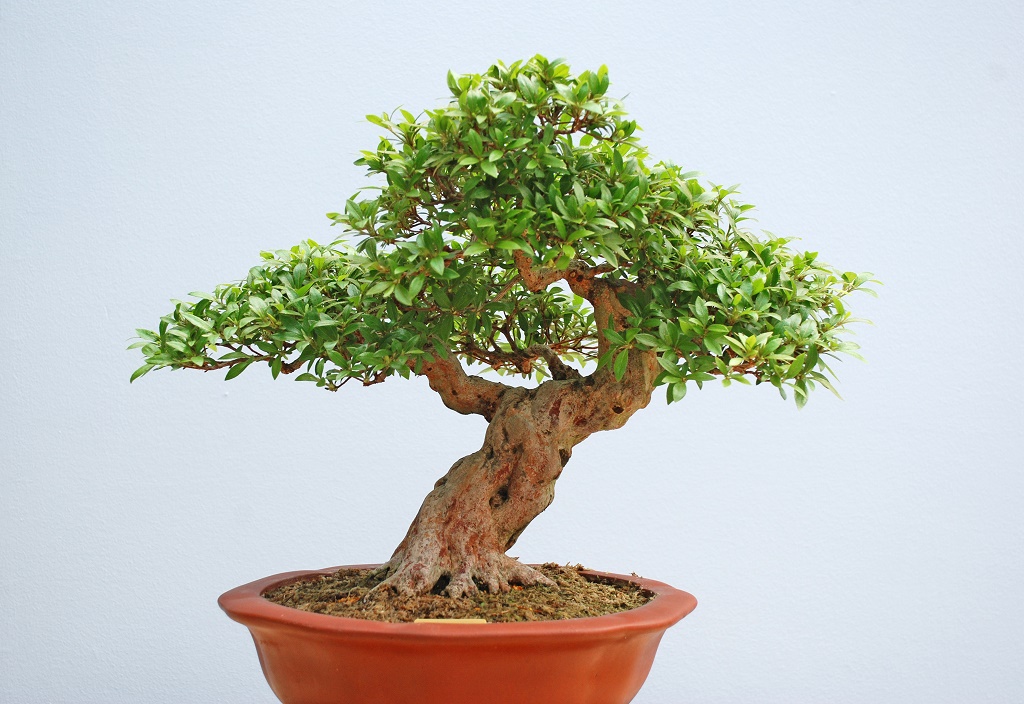 Jak vypěstovat bonsai | Naše zahrada