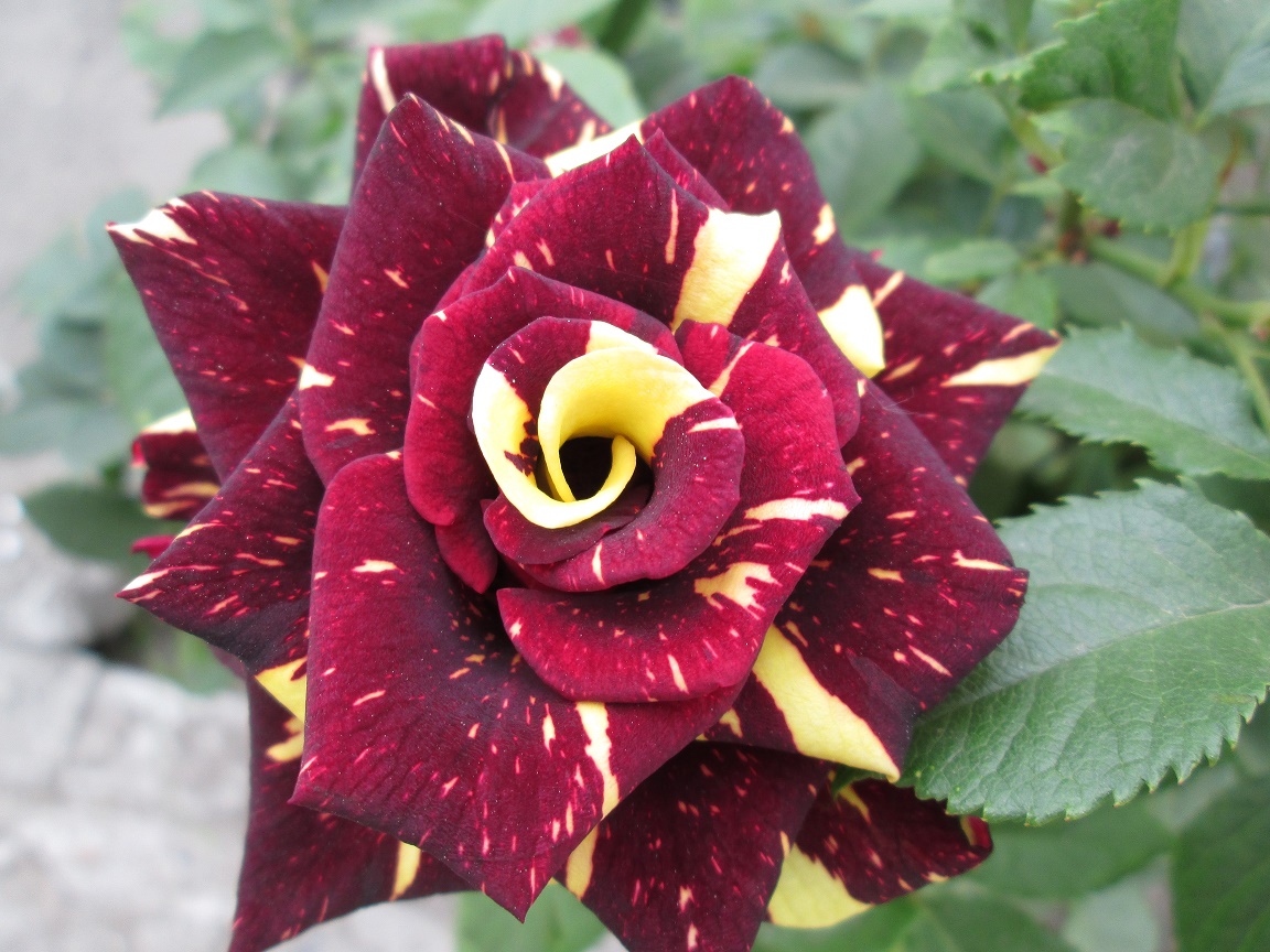 Základy pěstování růži | Naše zahrada