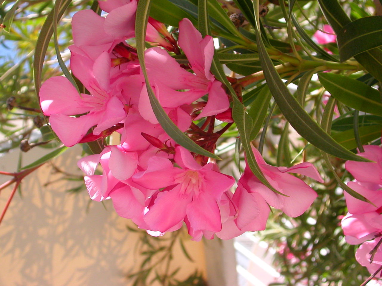 Jak pěstovat oleandry | Naše zahrada