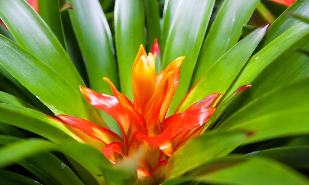 Návod na pěstování guzmánie