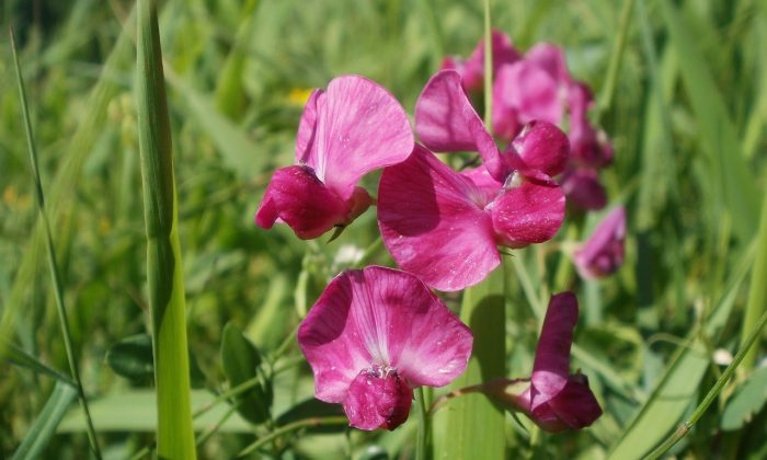Známý i neznámý hrachor | Naše zahrada