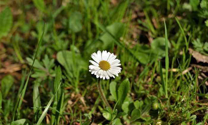 Sedmikráska: Její využití je pozoruhodné | Naše zahrada