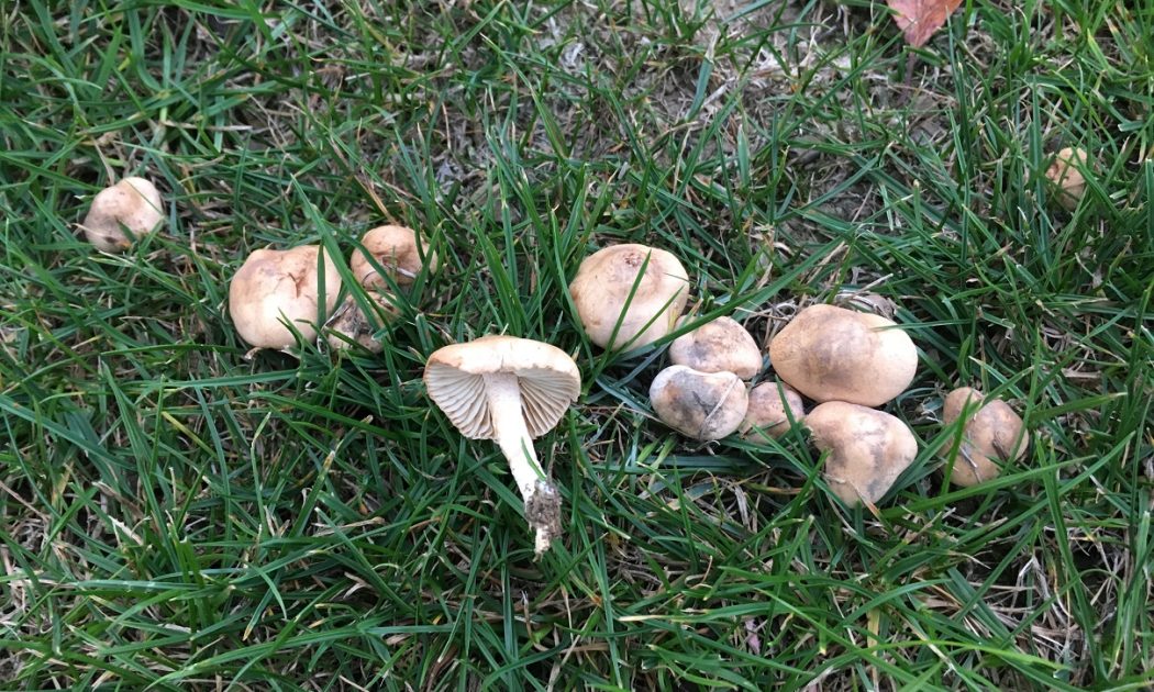 Špička obecná: Skvělá jedlá houbička, které se bojí mouchy