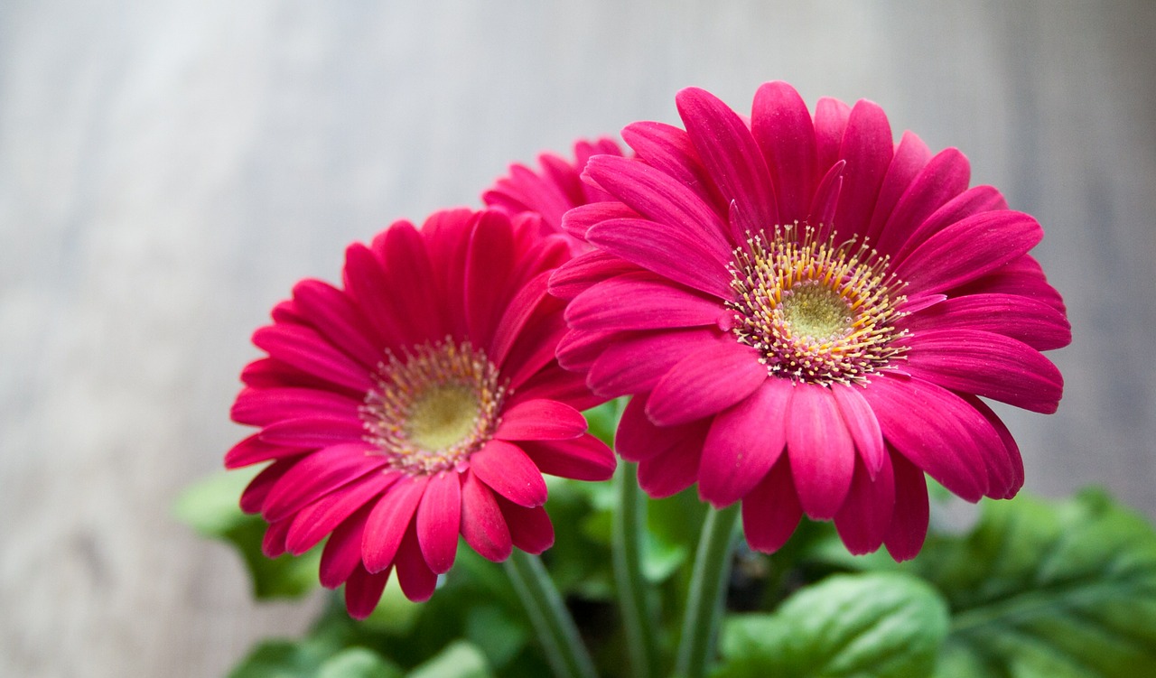 Gerbera v květináči: Jak ji správně pěstovat? | Naše zahrada