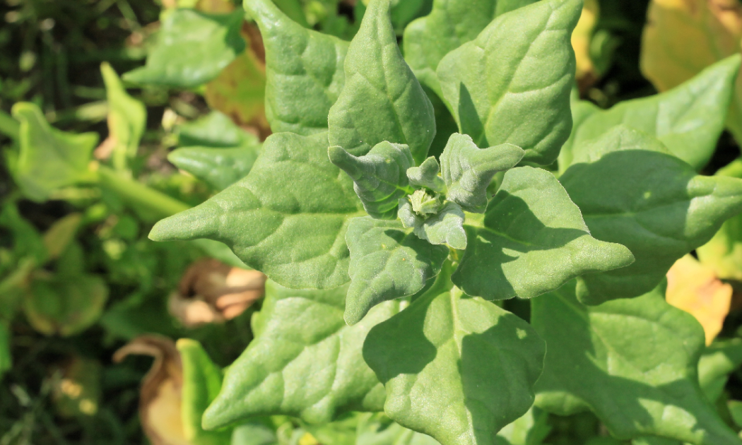 Znáte novozélandský špenát? | Naše zahrada
