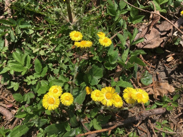 Co uvařit z podbělu - není to jen léčivka | Naše zahrada