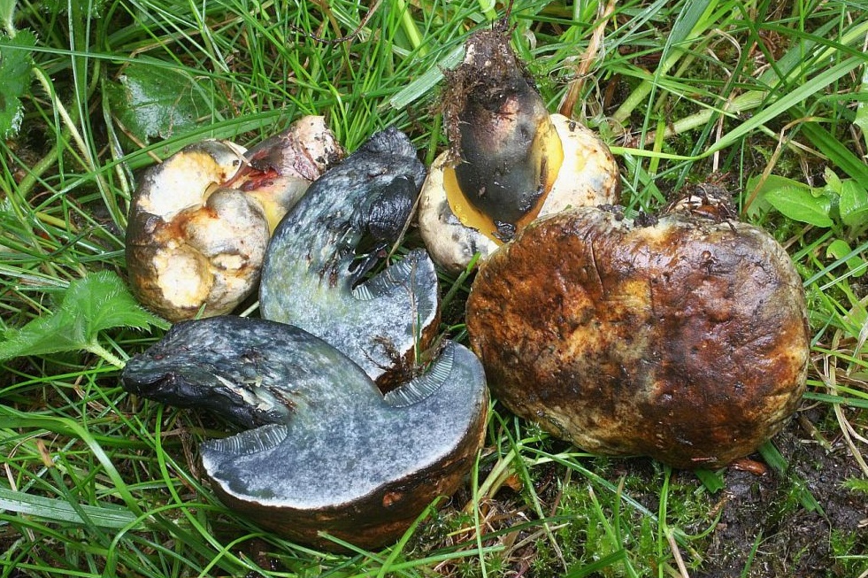 Hřib modračka: Méně známá jedlá houba | Naše zahrada