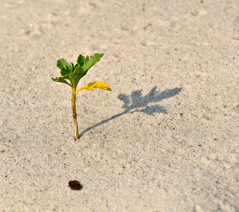 Dělení, hřížení, odkopky… jak dále lze množit rostliny jejich oddělením ...