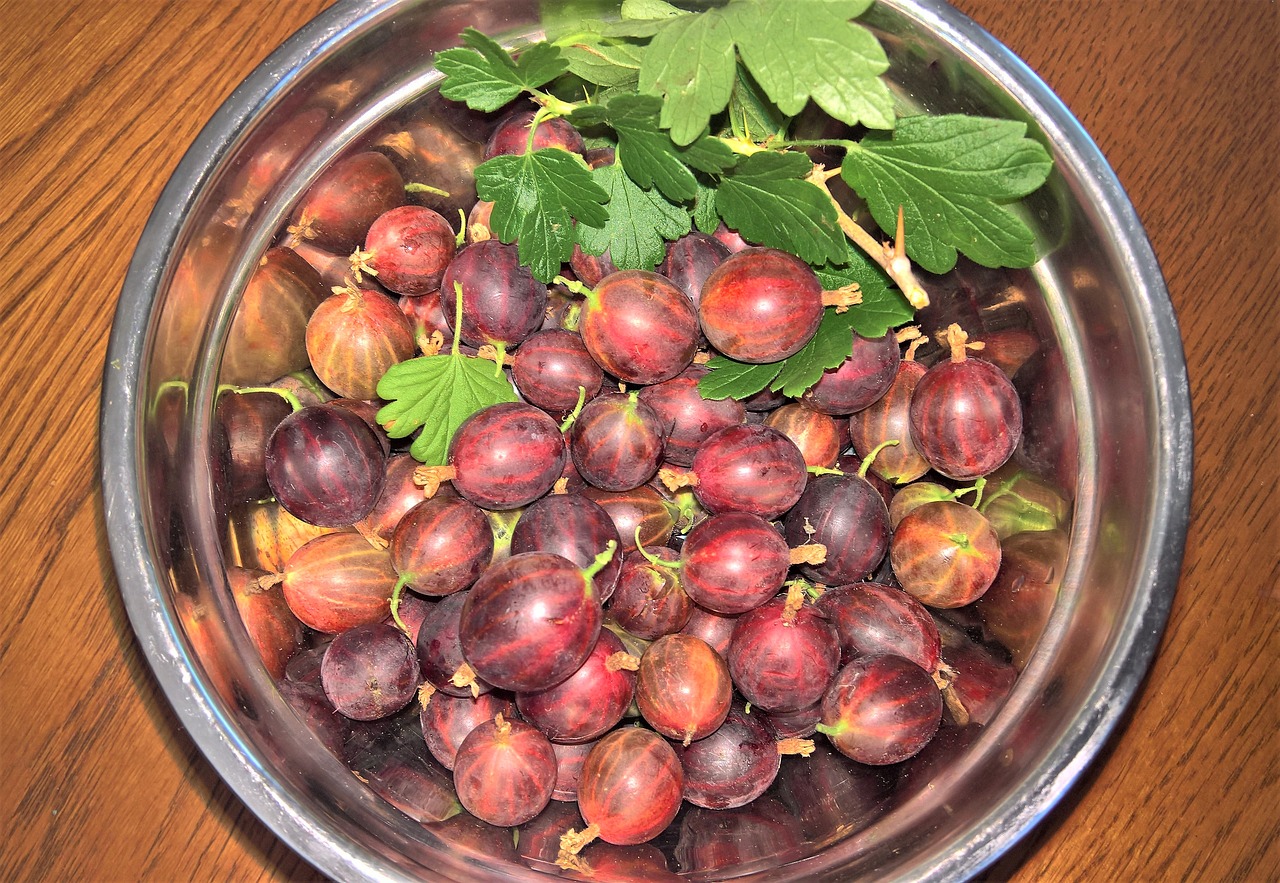 Sklizeň angreštu | Naše zahrada