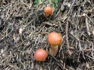 Klouzek: Skvělá houba v mnoha podobách. Nesbírejte peprného