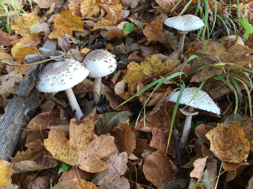 Poslední prosluněné houbaření: Bedly, václavky a vatovec | Naše zahrada