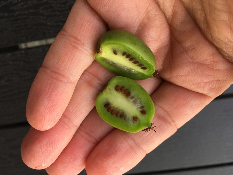 Mini kiwi stojí za vysazení: Jsou chuťově skvělá