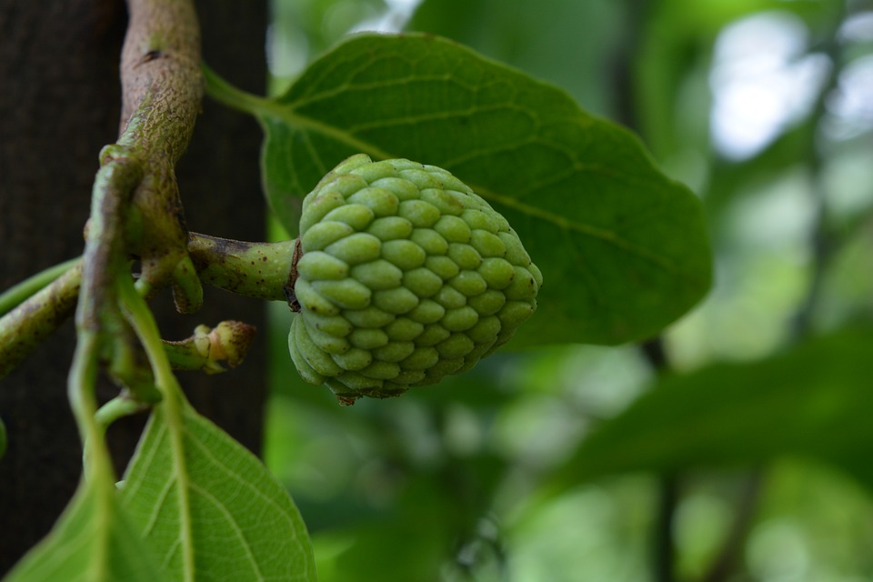 Cherimoya je chutný tropický plod | Naše zahrada
