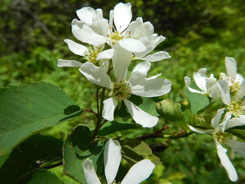 Indian blueberry: an unpretentious shrub with great fruit