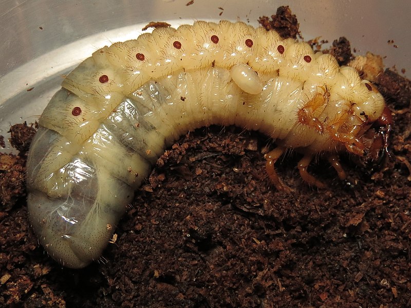 Záhadné larvy v kompostu: Nosorožík | Naše zahrada