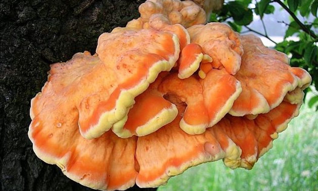 Sírovec žlutooranžový: Imitace kuřecího masa stojí za to