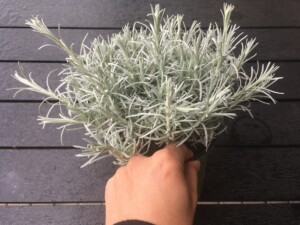 Přírodní kari skvěle chutná a vyhání moly