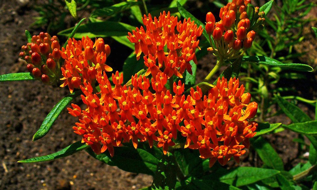 Klejicha hlíznatá rozzáří zahradu svými oranžovými květy