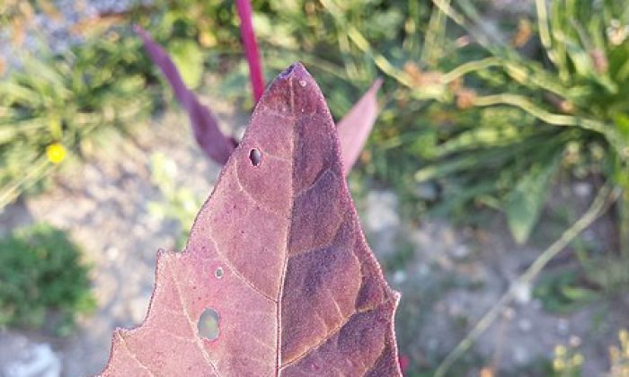 Lebeda: připravte si lebedový špenát nebo šťávu | Naše zahrada