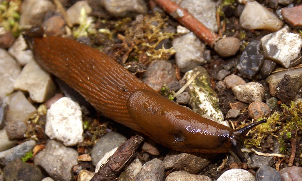 Plzák španělský: Nejhorší mezi slimáky | Naše zahrada