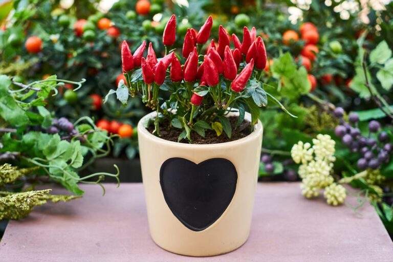 Chilli papričky a beraní rohy: vypěstujte vlastní pálivost!