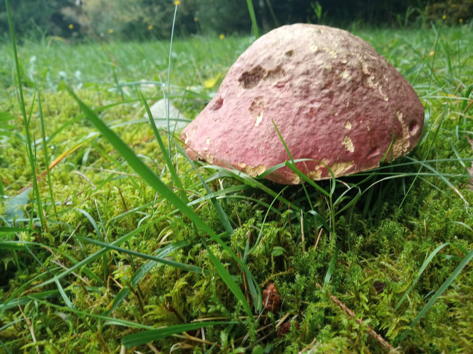 Hřib královský: Zapovězená krása | Naše zahrada