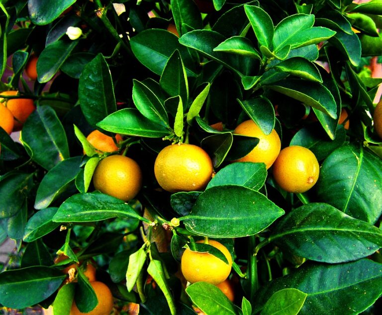 Mandarinky a jejich pěstování ze semínek | Naše zahrada