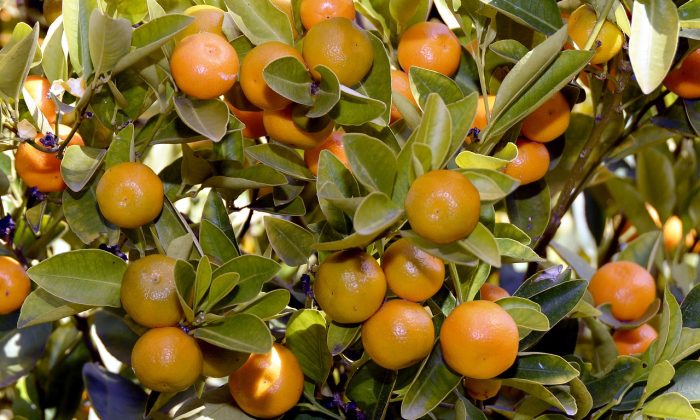 Domácí pěstování mandarinek ve zkratce | Naše zahrada