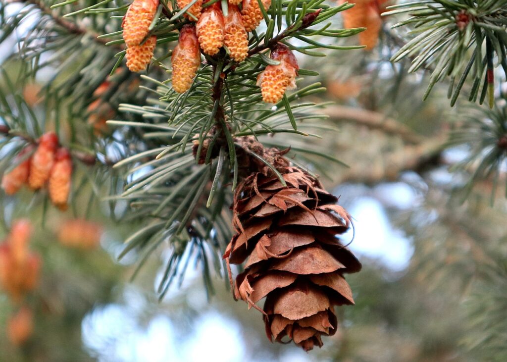 Douglaska: netradiční jehličnan do zahrad i bytů