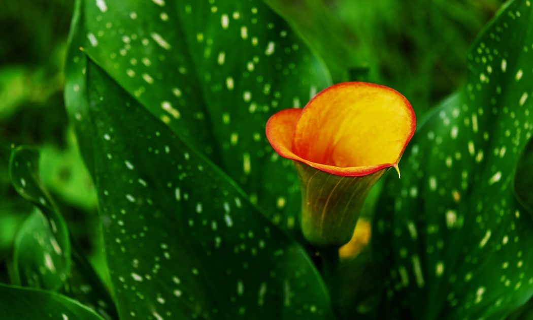 Kala: pěstování a péče o královny všech květin