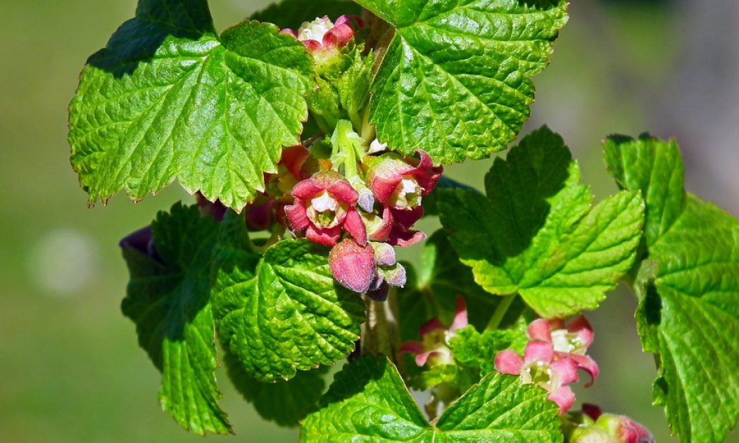 První jarní postřik rybízu a jak na něj | Naše zahrada
