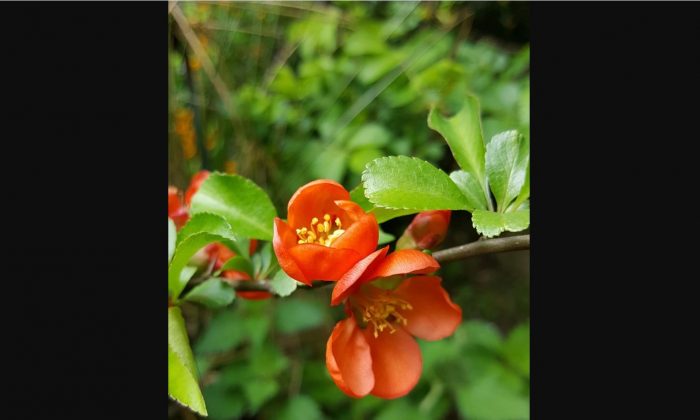 Zábluda: jak pěstovat tuto nádhernou dřevinu?