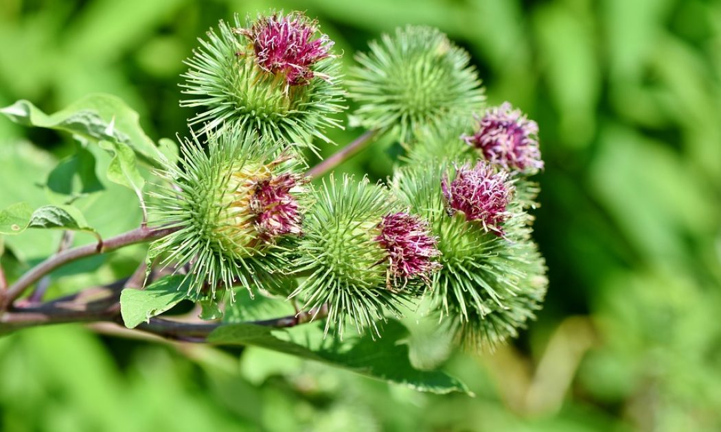 Lopuch: jaký je jeho význam a můžeme ho pěstovat