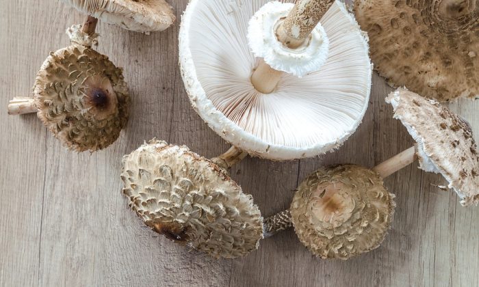 Bedly se letos urodily: Zpracujte je | Naše zahrada