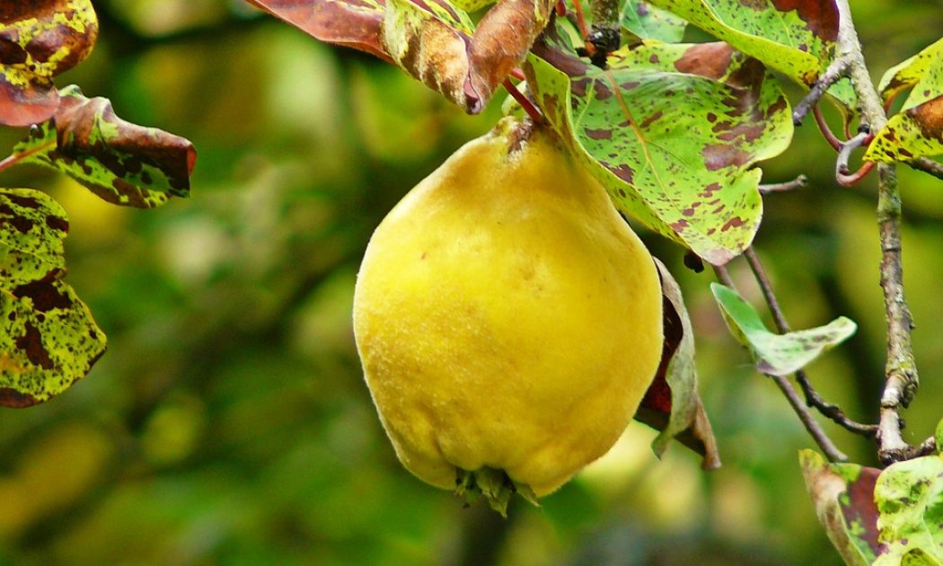 Kdoulová marmeláda: skvělý způsob, jak využít kdoule