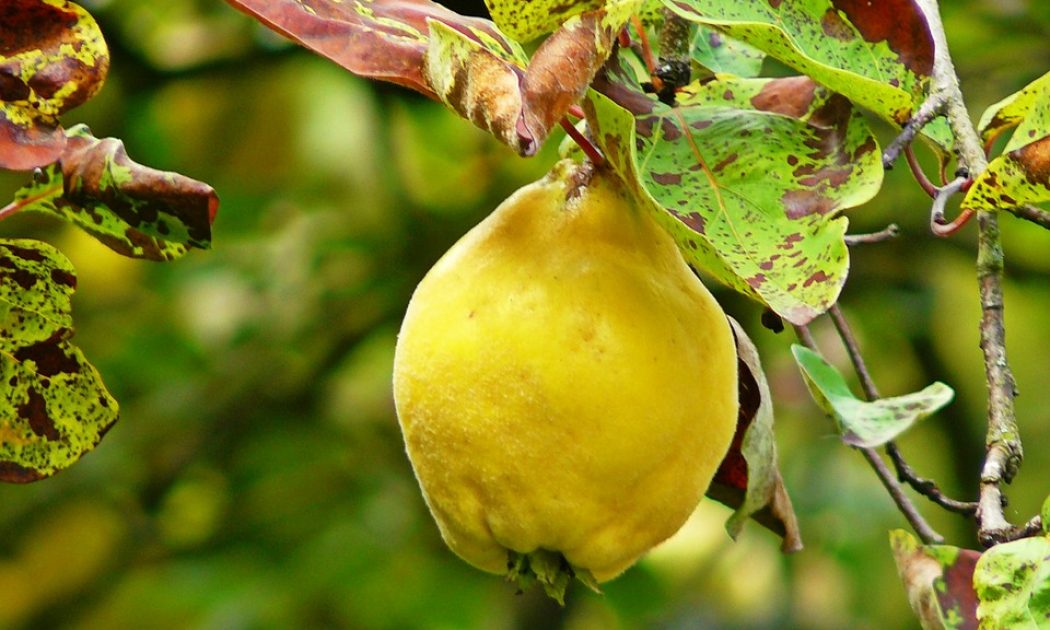 Kdoulová marmeláda: skvělý způsob, jak využít kdoule
