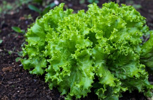 Locika setá | Naše zahrada