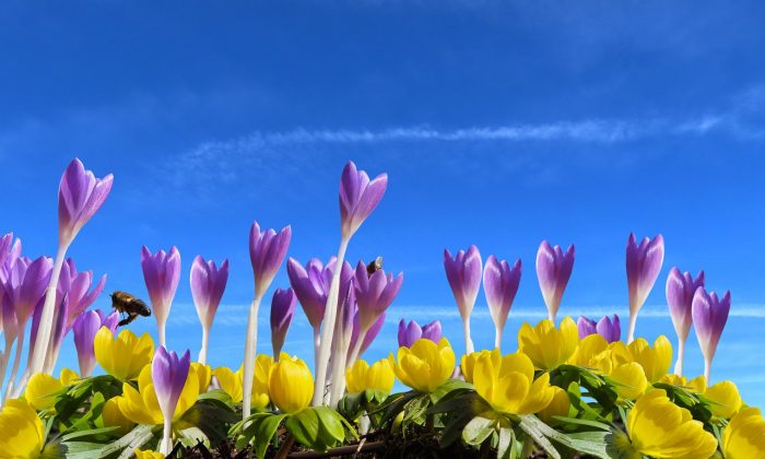 Jak na úpravu jarní zahrady