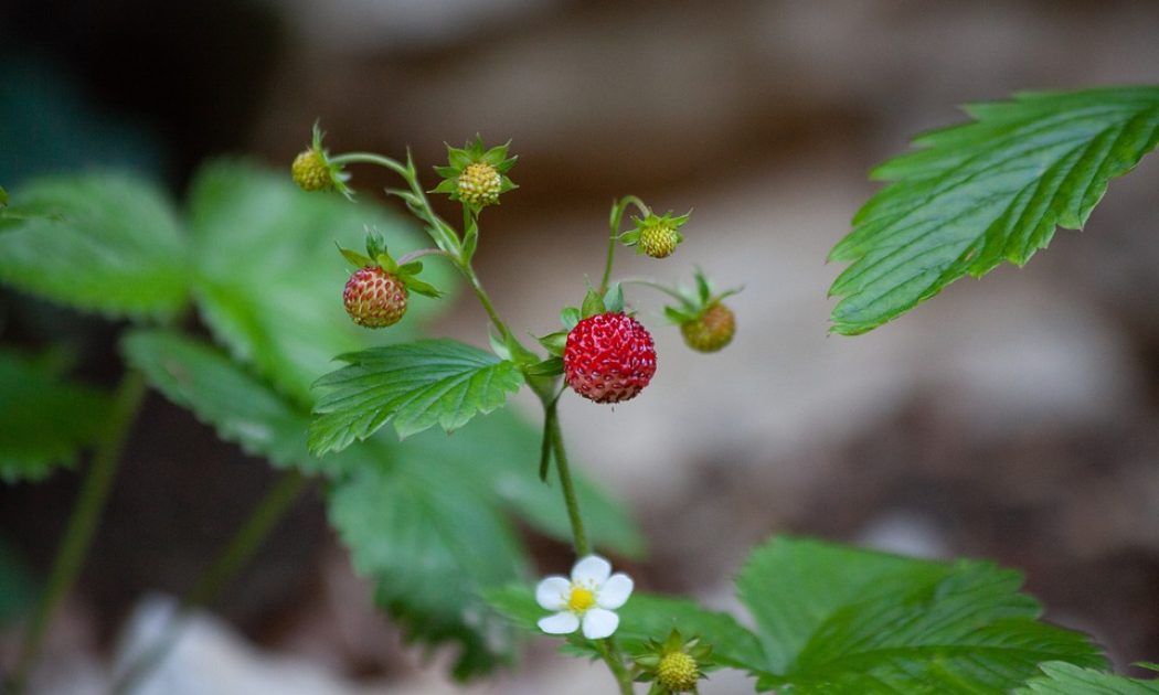 Lesní jahody si můžete vypěstovat i doma na dvorku | Naše zahrada