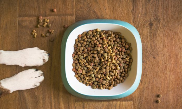 Jídlo, které je jedem pro vašeho psa. Nikdy mu je nedávejte