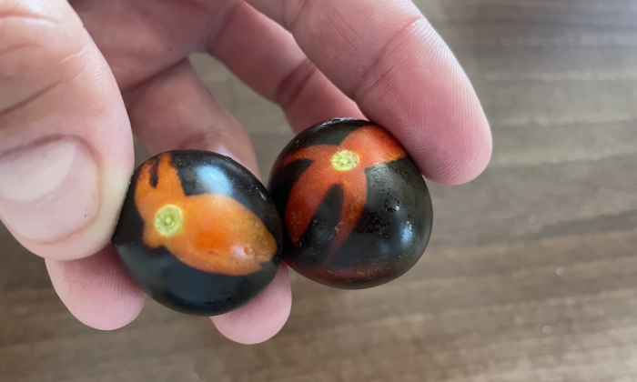 V čem se liší od červených? Černá rajčata chutnají skvěle