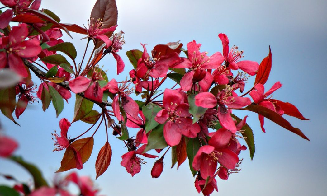 Okrasné jabloně: užijte si krásu a sbírejte drobné plody